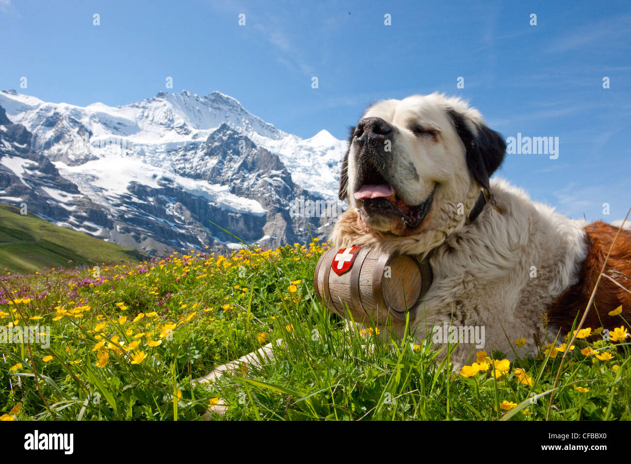 Mountain, mountains, mountain railway, canton Bern, Bernese Alps ...