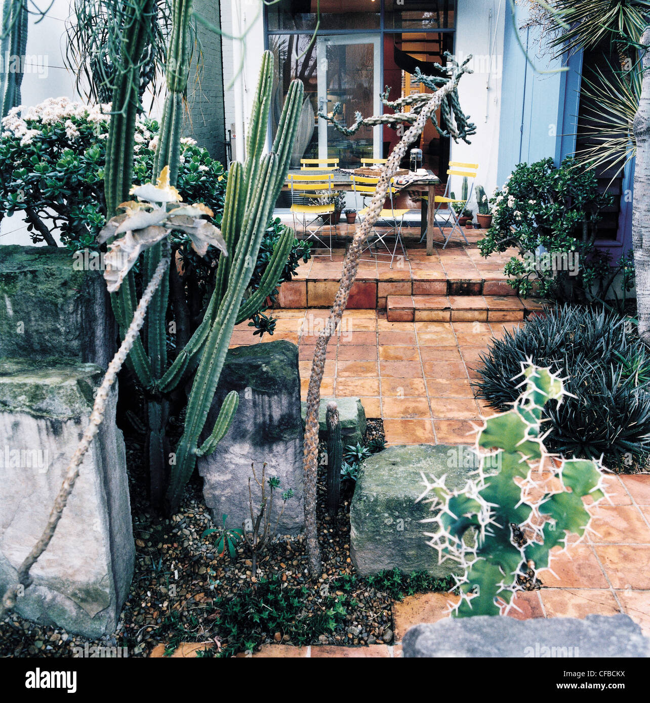 REAL HOMES:SPIKED On the prickly subject of what to grow in a small ...