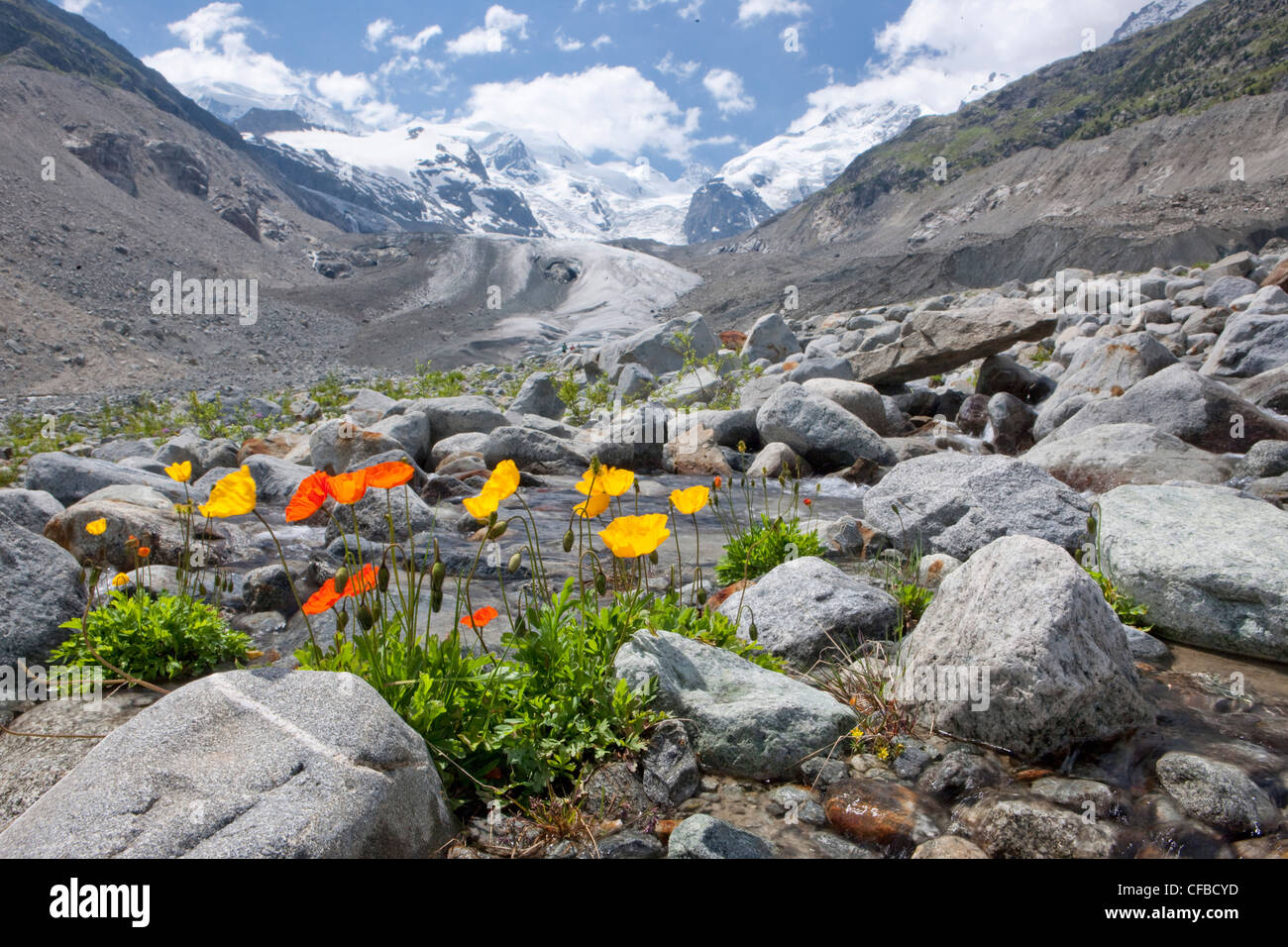 Mountain, mountains, flower, flowers, glaciers, ice, moraine, canton ...