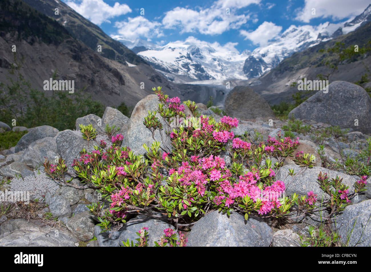 Mountain, mountains, flower, flowers, glaciers, ice, moraine, canton ...