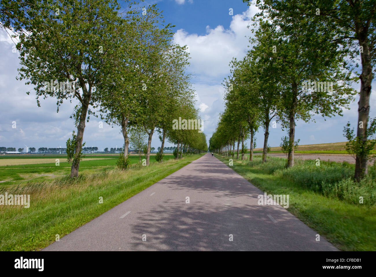Holland, Europe, Texel, avenue, street, tree, trees Stock Photo - Alamy