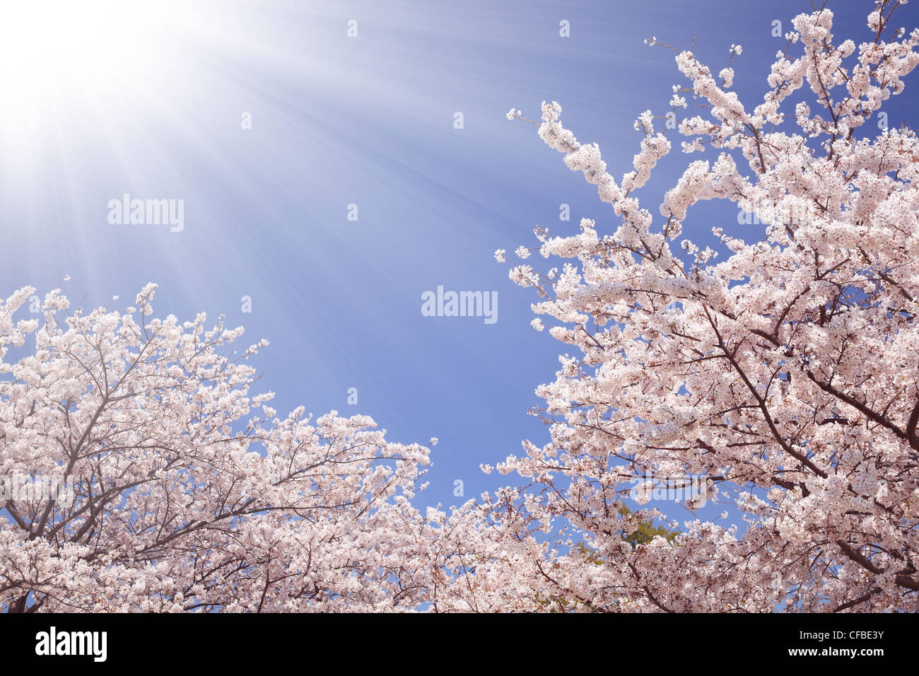 Sakura and sunlight Stock Photo - Alamy
