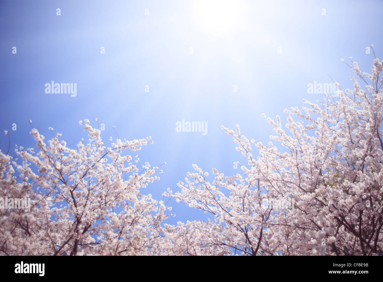 Sakura and sunlight Stock Photo - Alamy