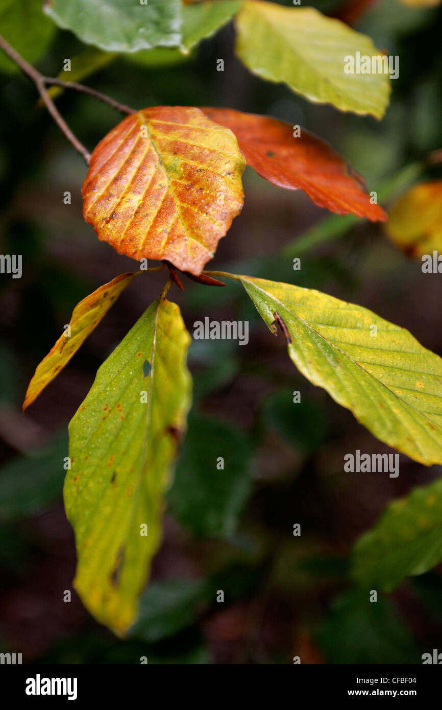 Close up autumn leaves Stock Photo - Alamy
