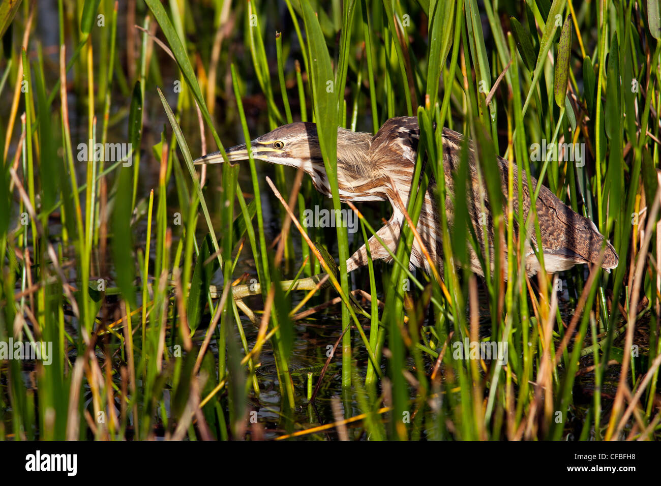 American bittern hi-res stock photography and images - Alamy