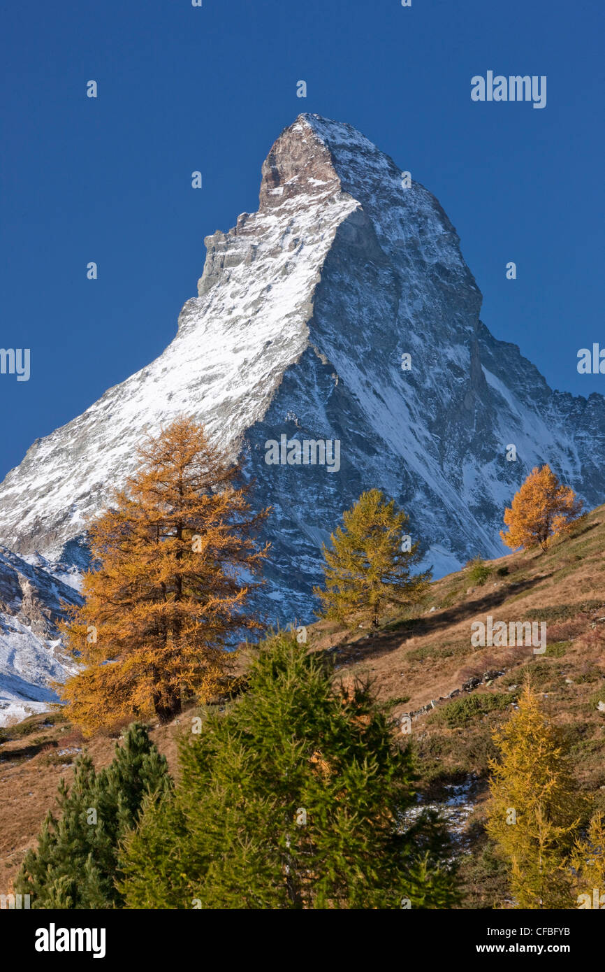 Valais, Wallis, Switzerland, Europe, Alps, tree, trees, mountain ...