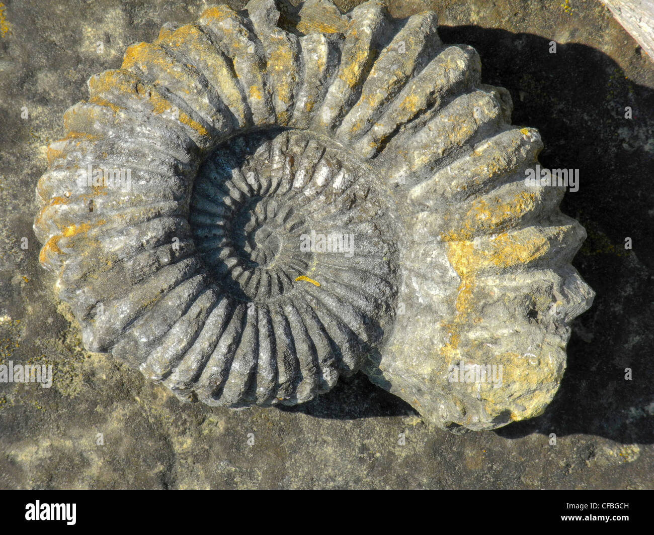 cliff, rock, mountains, mussel, snail, fossilization, spiral, ammonite ...