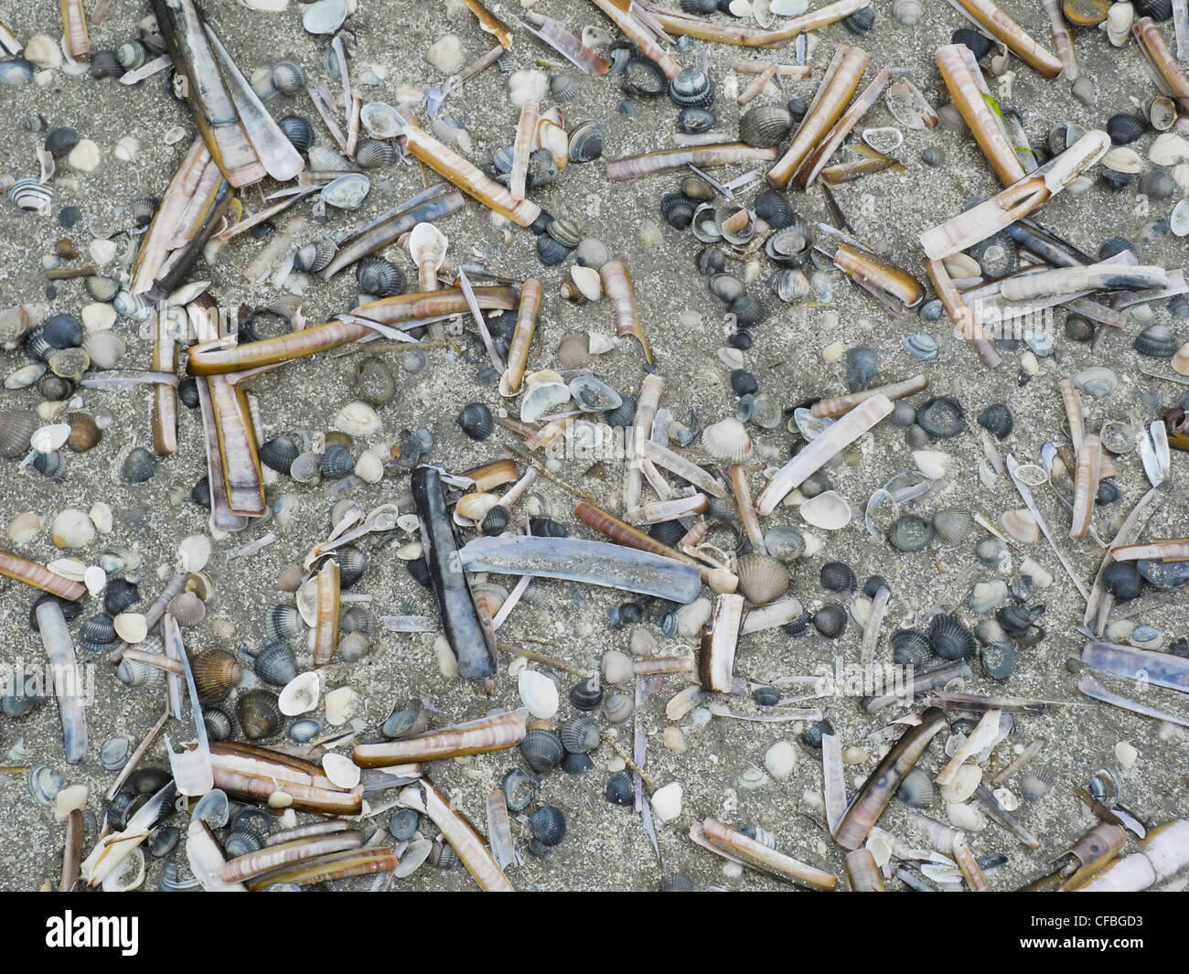 Holland, Europe, Netherlands, mussels, Terschelling, pattern, sample ...