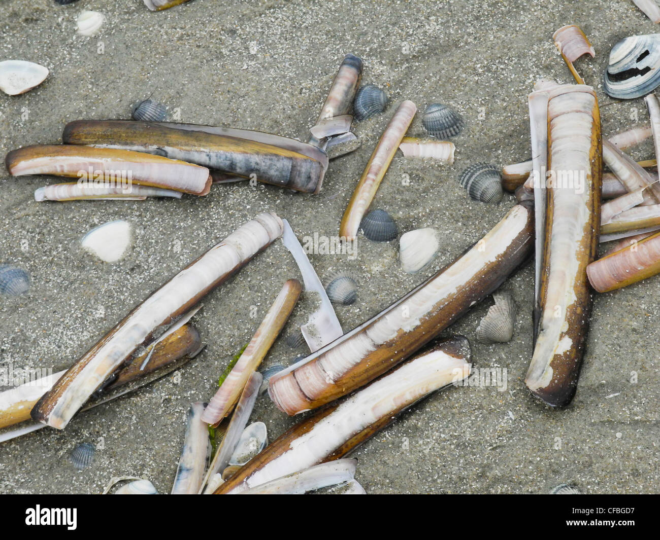 Holland, Europe, Netherlands, mussels, Terschelling, pattern, sample ...