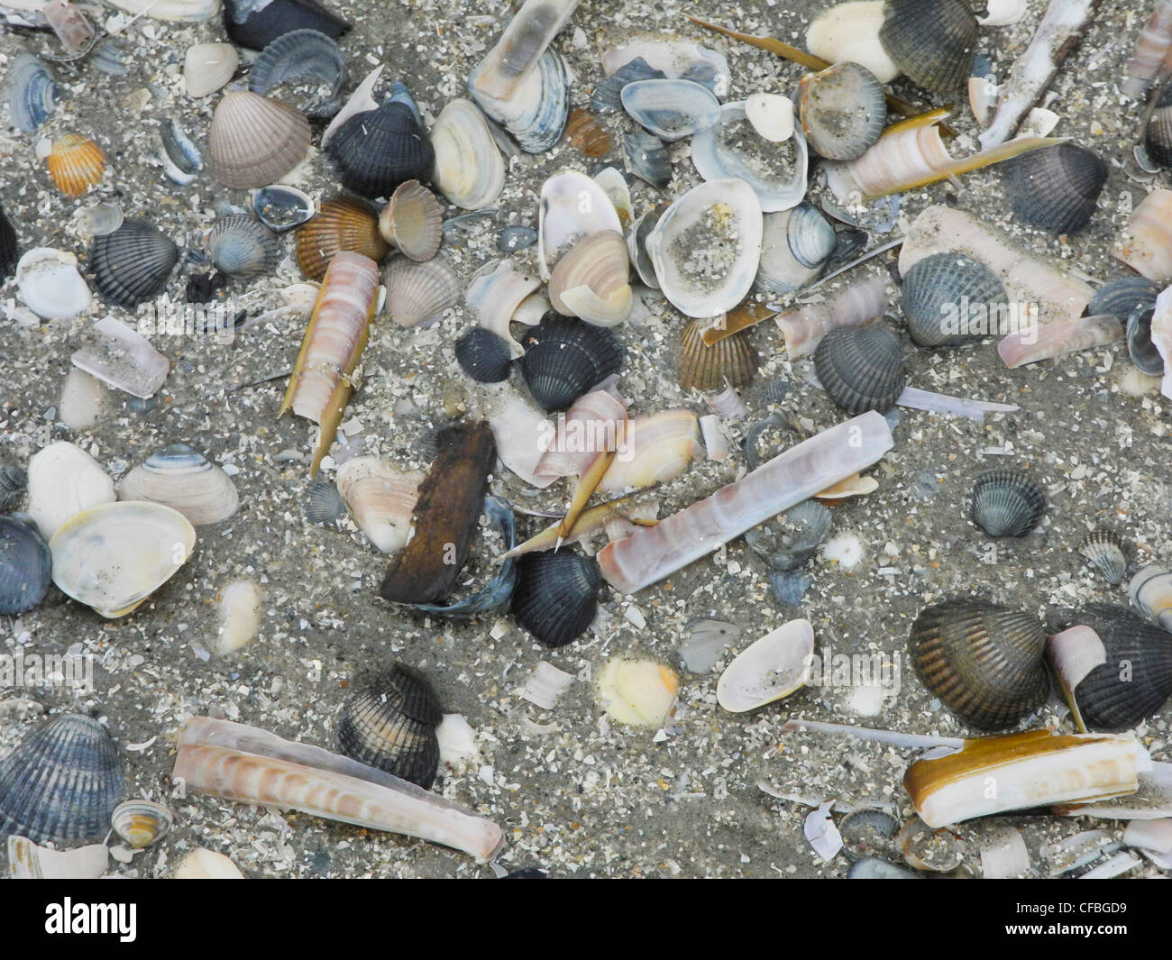 Holland, Europe, Netherlands, mussels, Terschelling, pattern, sample ...