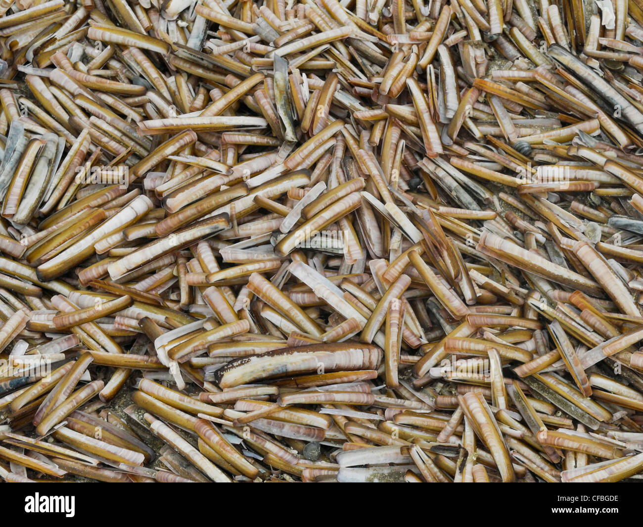 Holland, Europe, Netherlands, mussels, Terschelling, pattern, sample ...