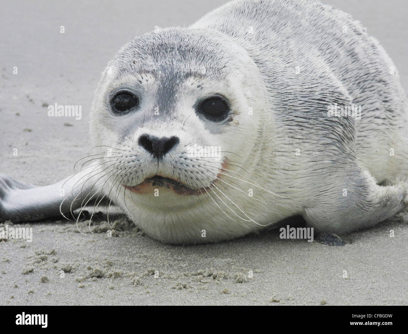 Holland, Europe, Netherlands, animal, seal, gray, Terschelling Stock ...
