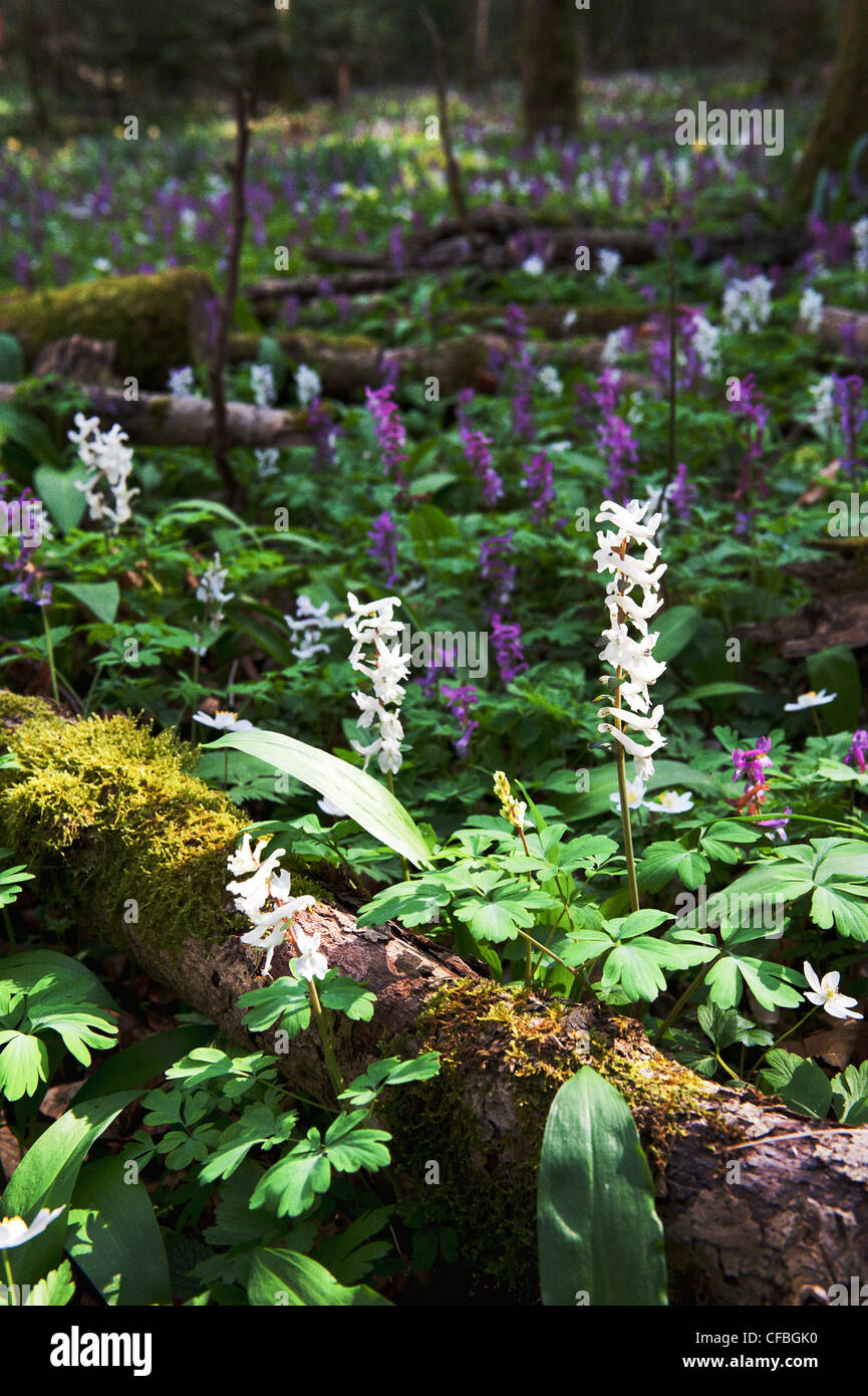Ajoie, flower, blossom, bloom, flowering plant, angiosperm, Corydalido ...