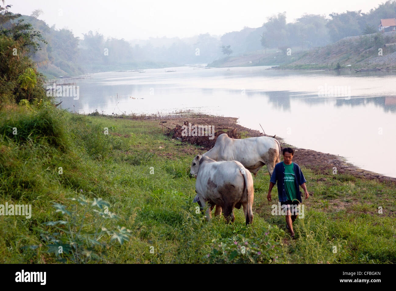 A farmer is herding cows on the shore of the Nan River in Nan, Thailand ...