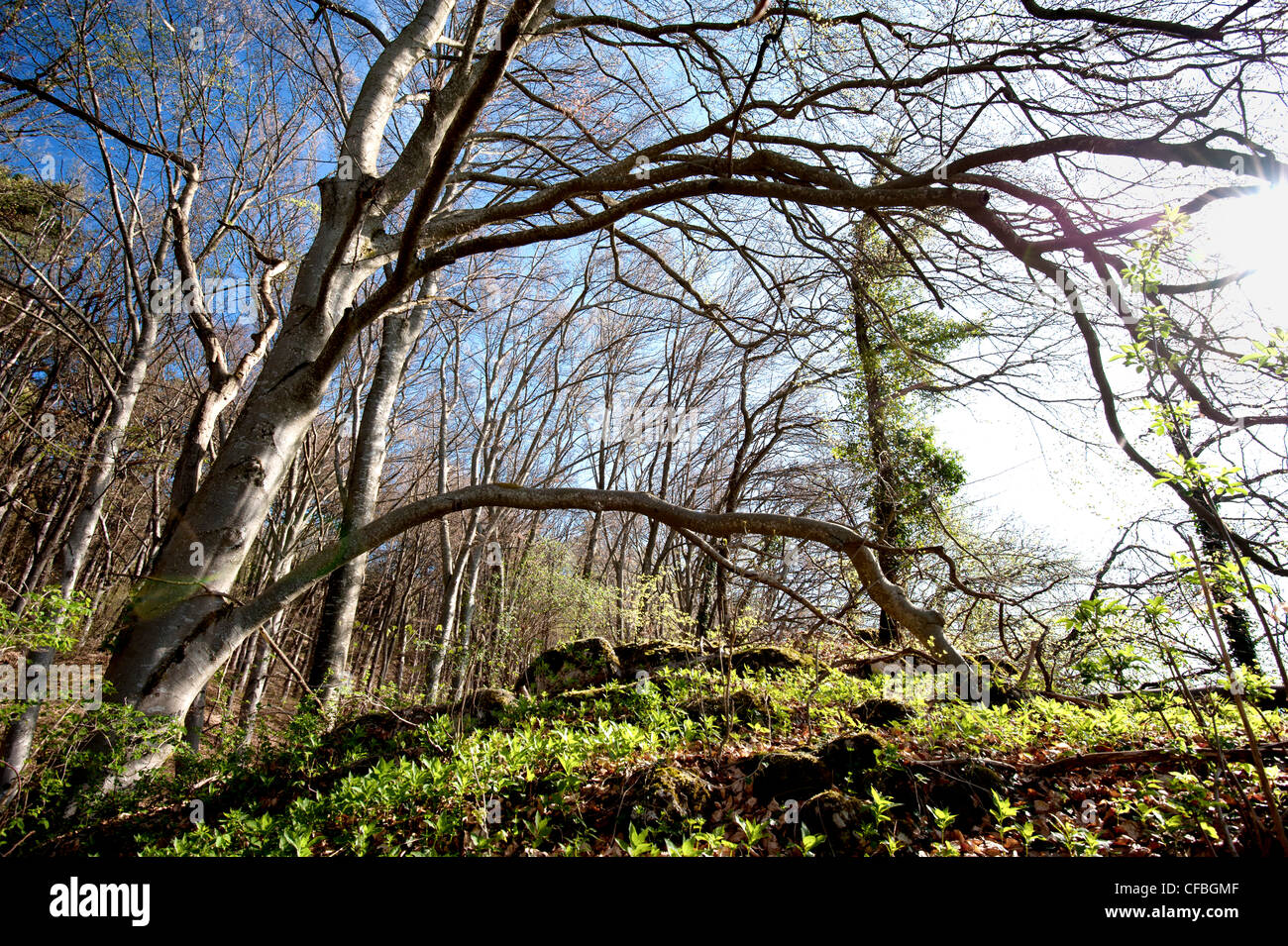 beech, beech forest, Fagus, Fagus silvatica, spring, Jura, canton Bern ...