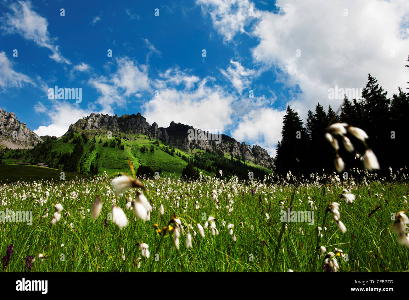 Switzerland, canton Bern, pre-Alps, Bernese Oberland, Bernese Alps ...