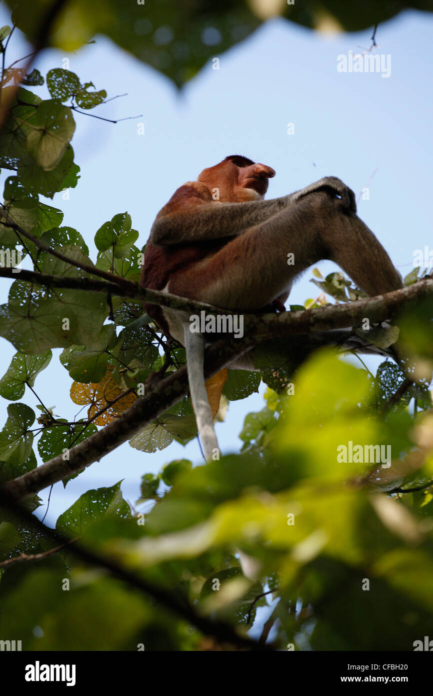 Proboscis monkey in the rainforest in Bako National Park, Sarawak ...