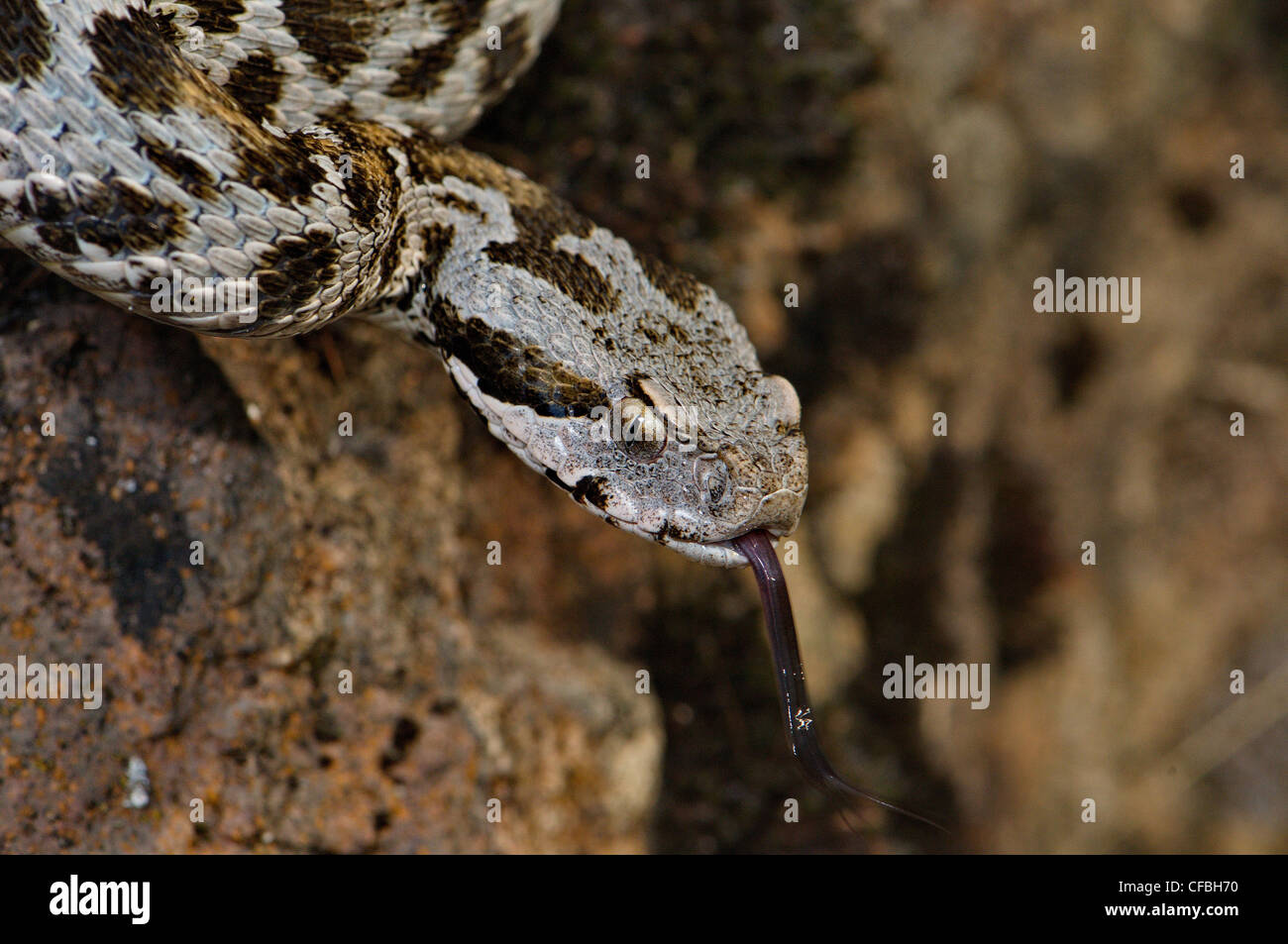Viper, vipers, adder, adders, mountain adder, Wagner's mountain adder ...