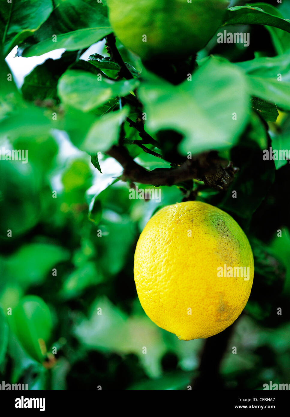 Between Heaven and Earth Detail of a lemon growing on a lemon tree ...