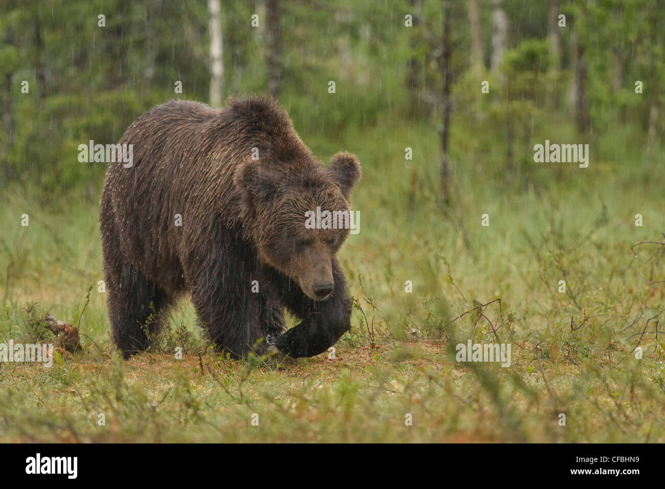Europe, Scandinavia, Finland, wilderness, Wildlife, freedom, liberty ...