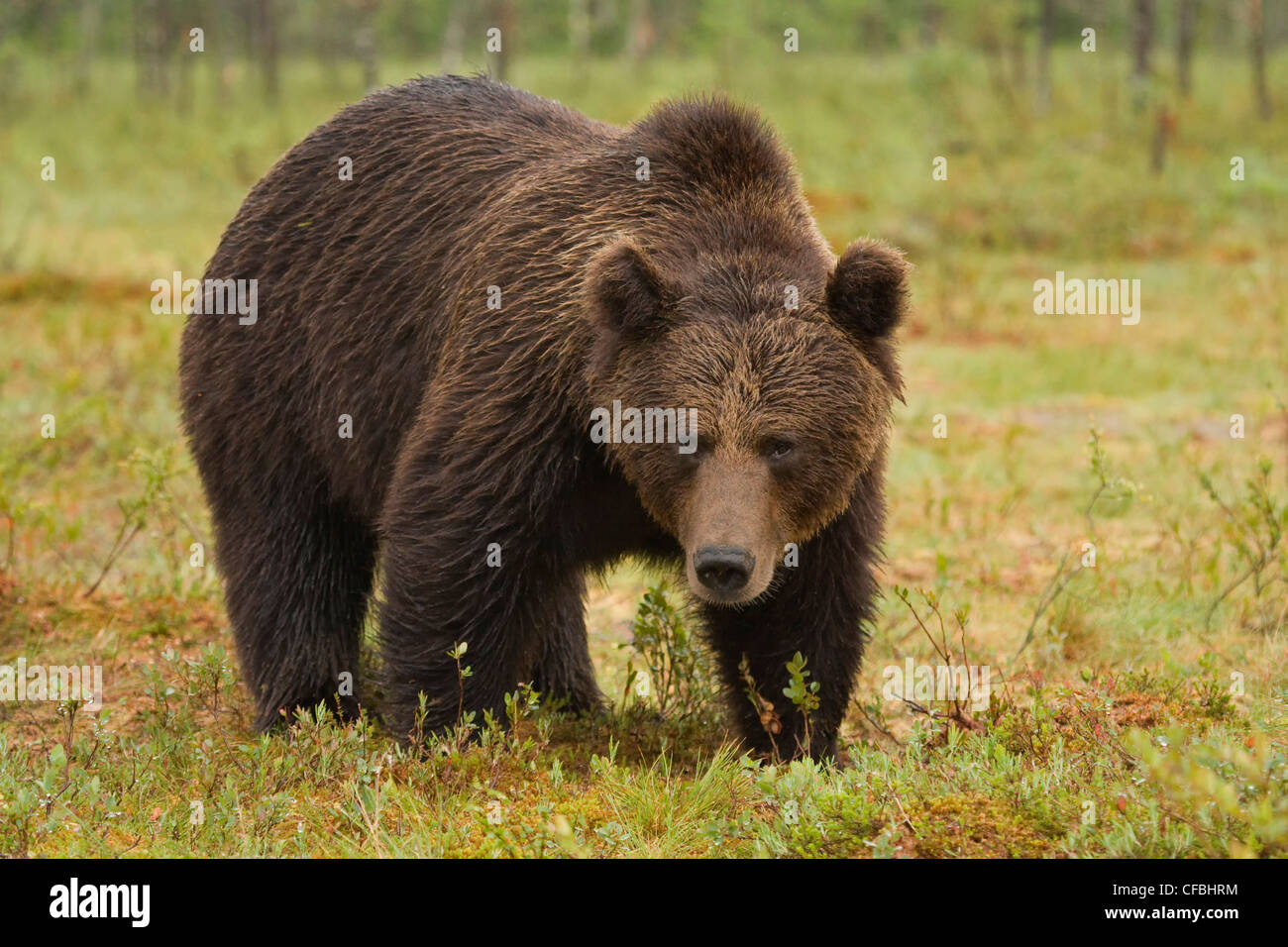 Europe, Scandinavia, Finland, wilderness, Wildlife, freedom, liberty ...