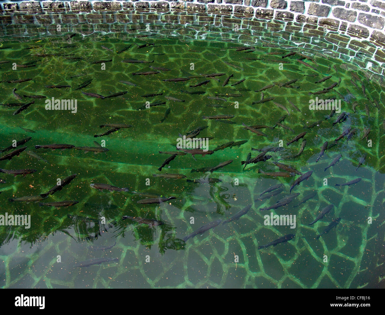 Europe, Portugal, Madeira, Ribeiro Frio, trout breeding, water ...