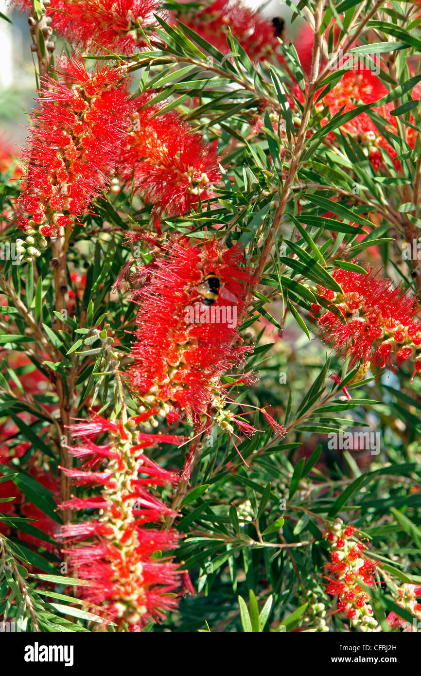 Europe, Portugal, Madeira, Funchal, bottles brushes tree, Bottle Brush ...