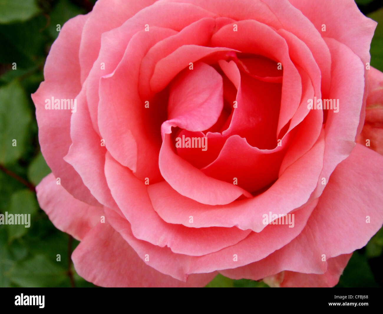 Close up of a pink blessings rose Stock Photo - Alamy