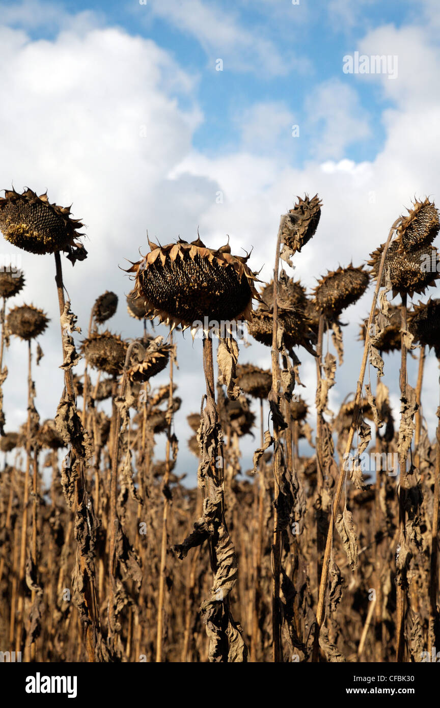 Scorched sunflowers hi-res stock photography and images - Alamy