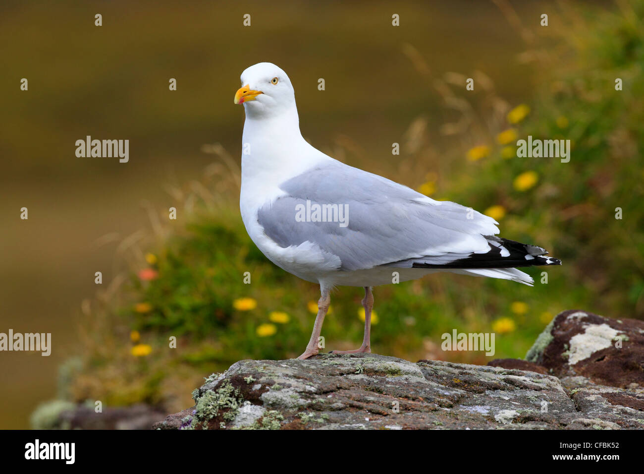 Handa island great britain hi-res stock photography and images - Alamy