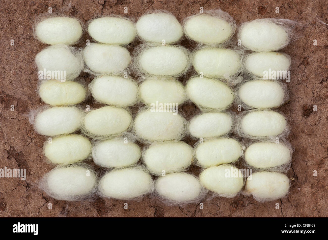 Farming silk from silkworms hi-res stock photography and images - Alamy