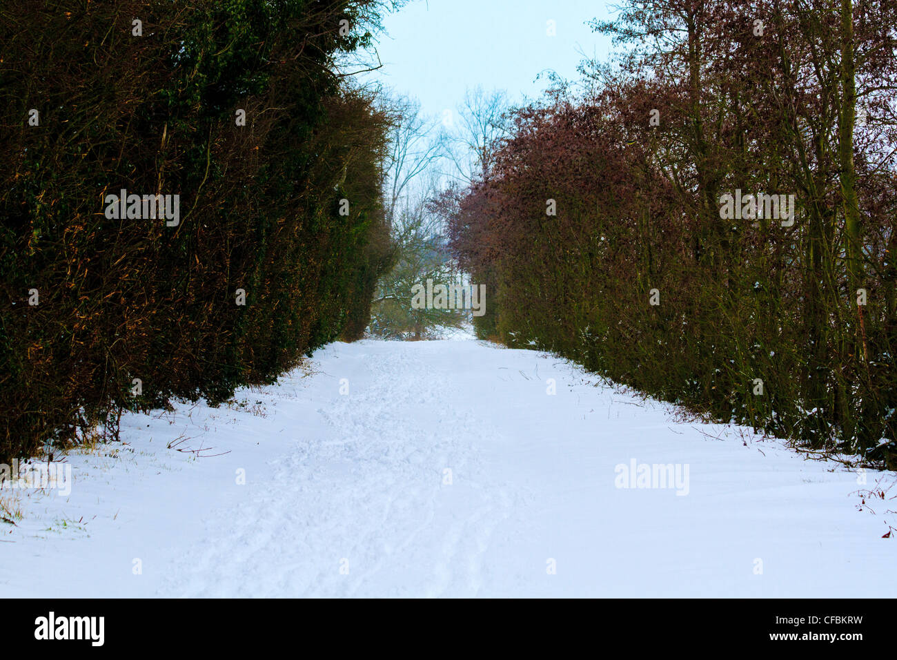 Snow covered path with bushes either side Stock Photo - Alamy