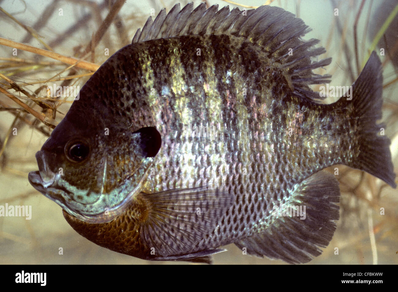 Panfish High Resolution Stock Photography and Images - Alamy