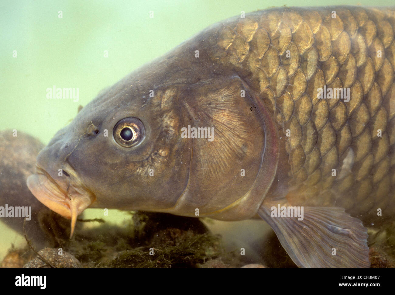 Cyprinid Stock Photos & Cyprinid Stock Images - Alamy