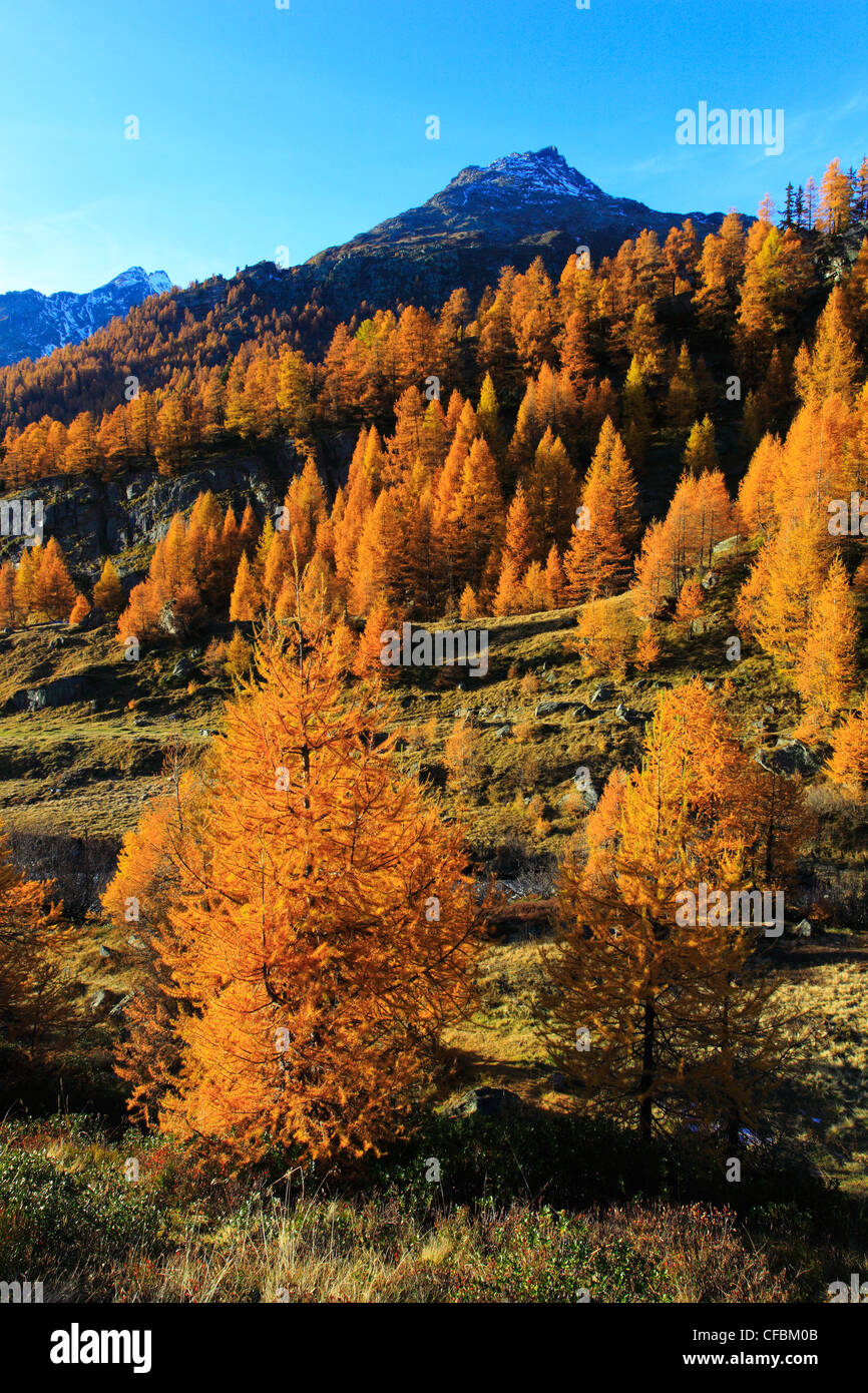 Fafleralp, autumn, colors, larch, larches, larch wood, Lötschental ...