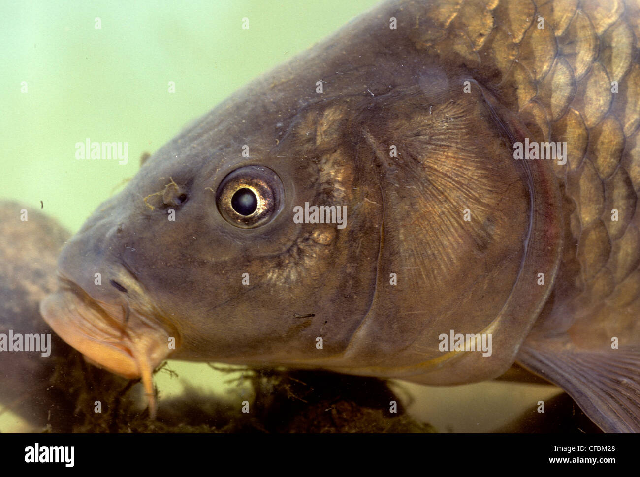 Common species of fish hi-res stock photography and images - Alamy