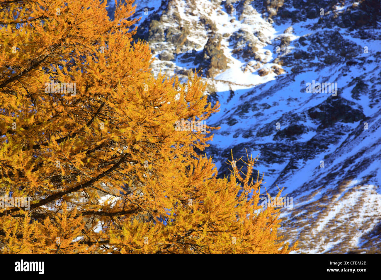autumn, colors, larch, larches, larch wood, Lötschental, sunshine ...