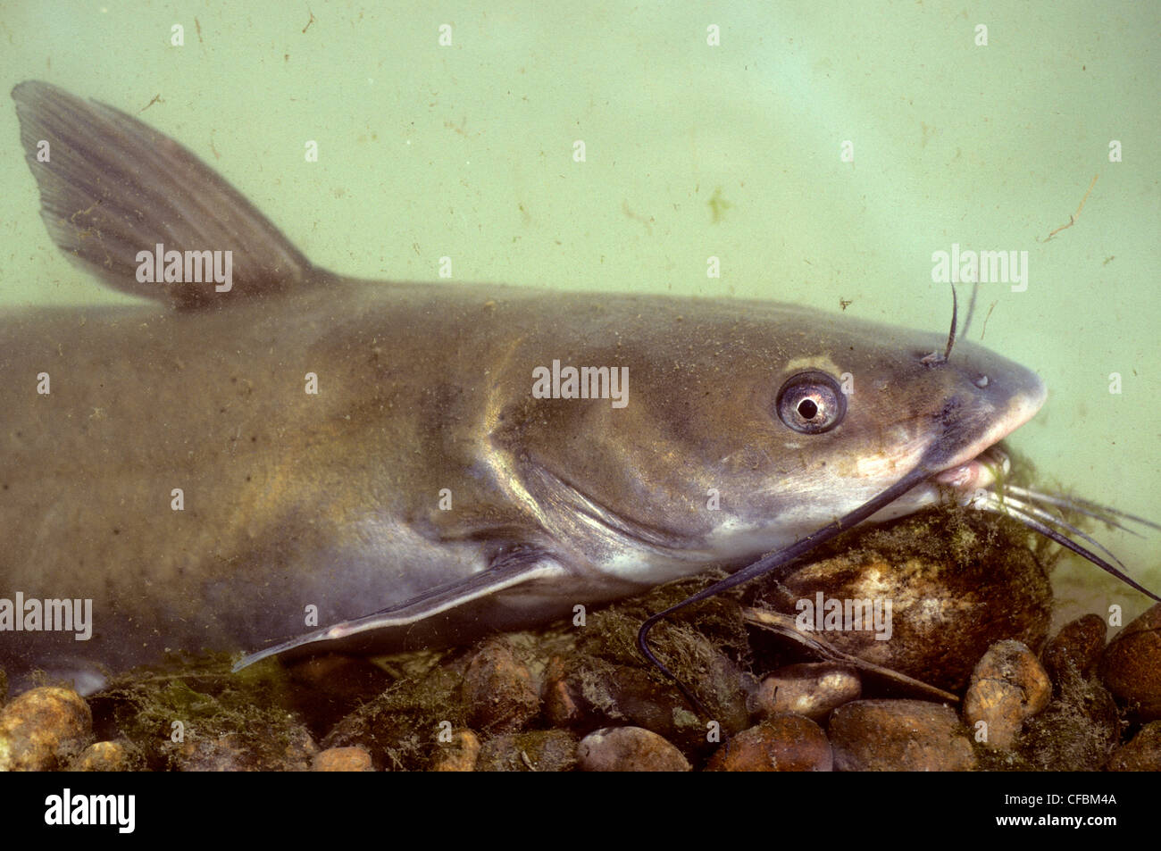 Channel catfish hi-res stock photography and images - Alamy