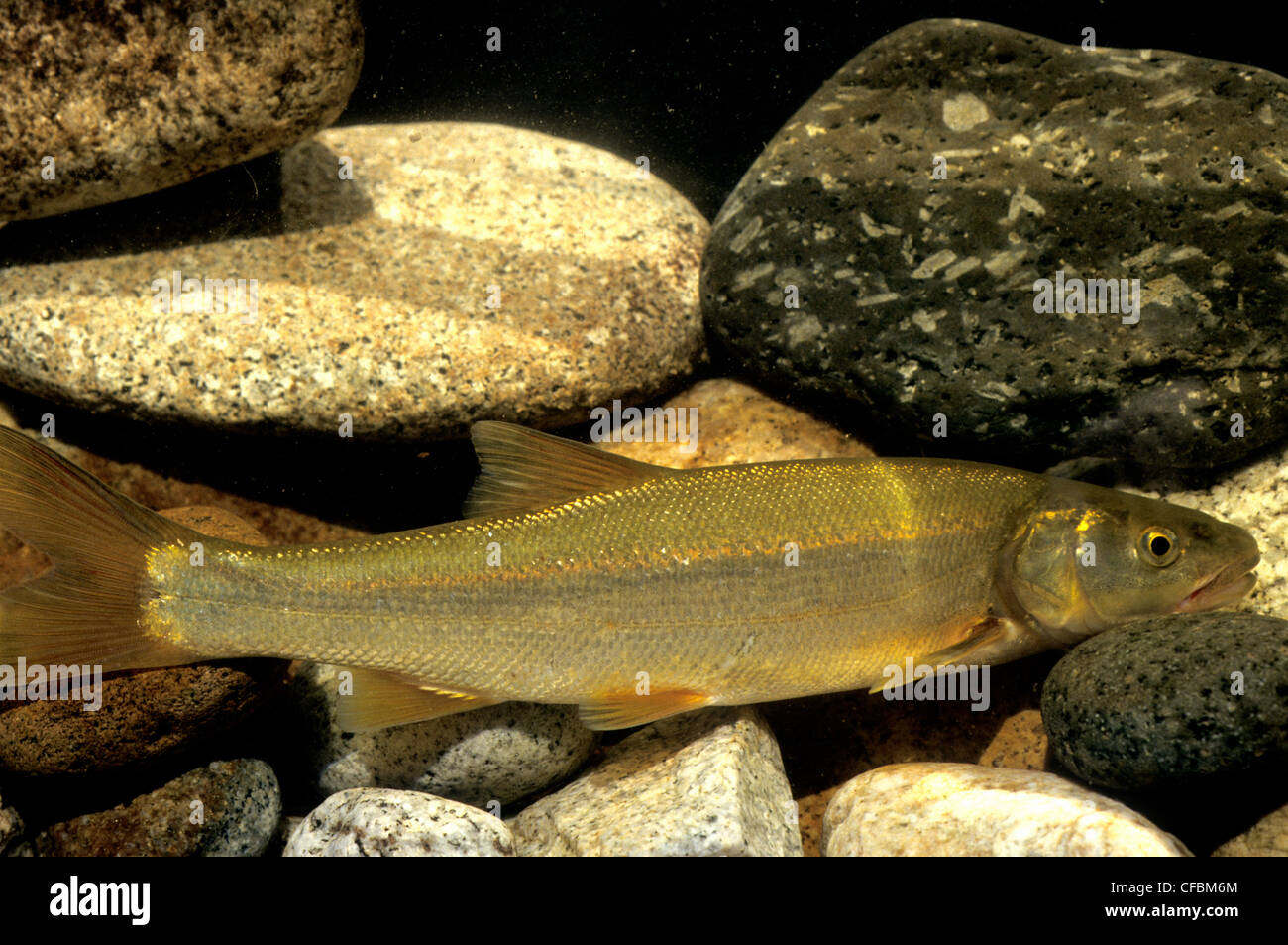Squawfish hi-res stock photography and images - Alamy