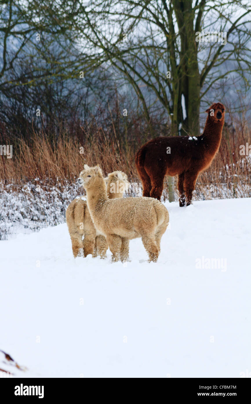 Alpaca in a snow covered field, Suffolk, England Stock Photo - Alamy
