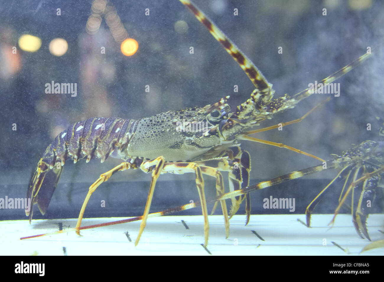 Red lobster in the aquarium hi-res stock photography and images - Alamy