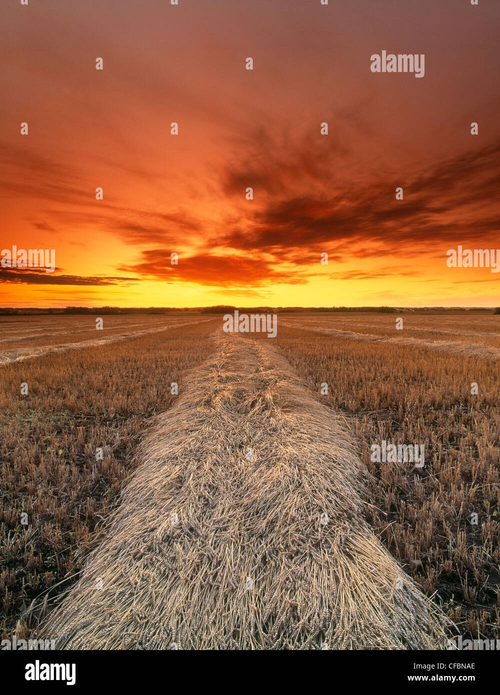 Wheat field prairies alberta hi-res stock photography and images - Alamy