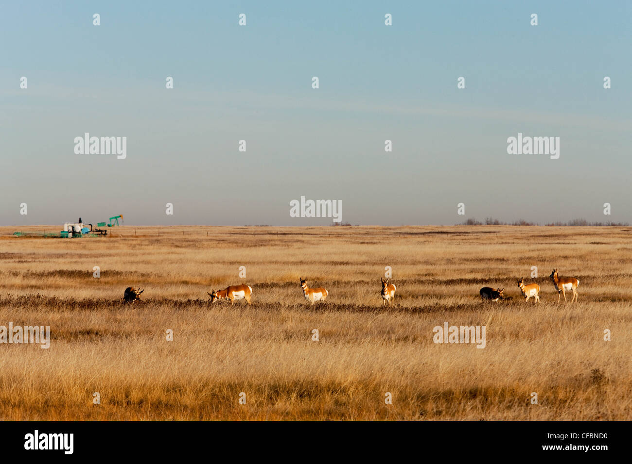 Pronghorn Antelope (Antilocapra americana), near Hanna, Alberta, Canada ...