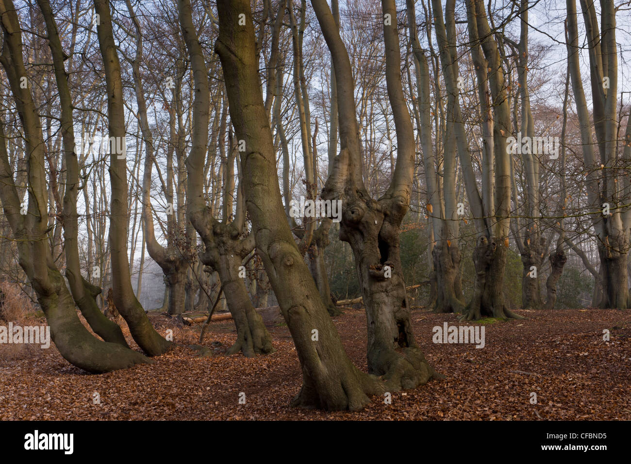 Epping forest hi-res stock photography and images - Alamy