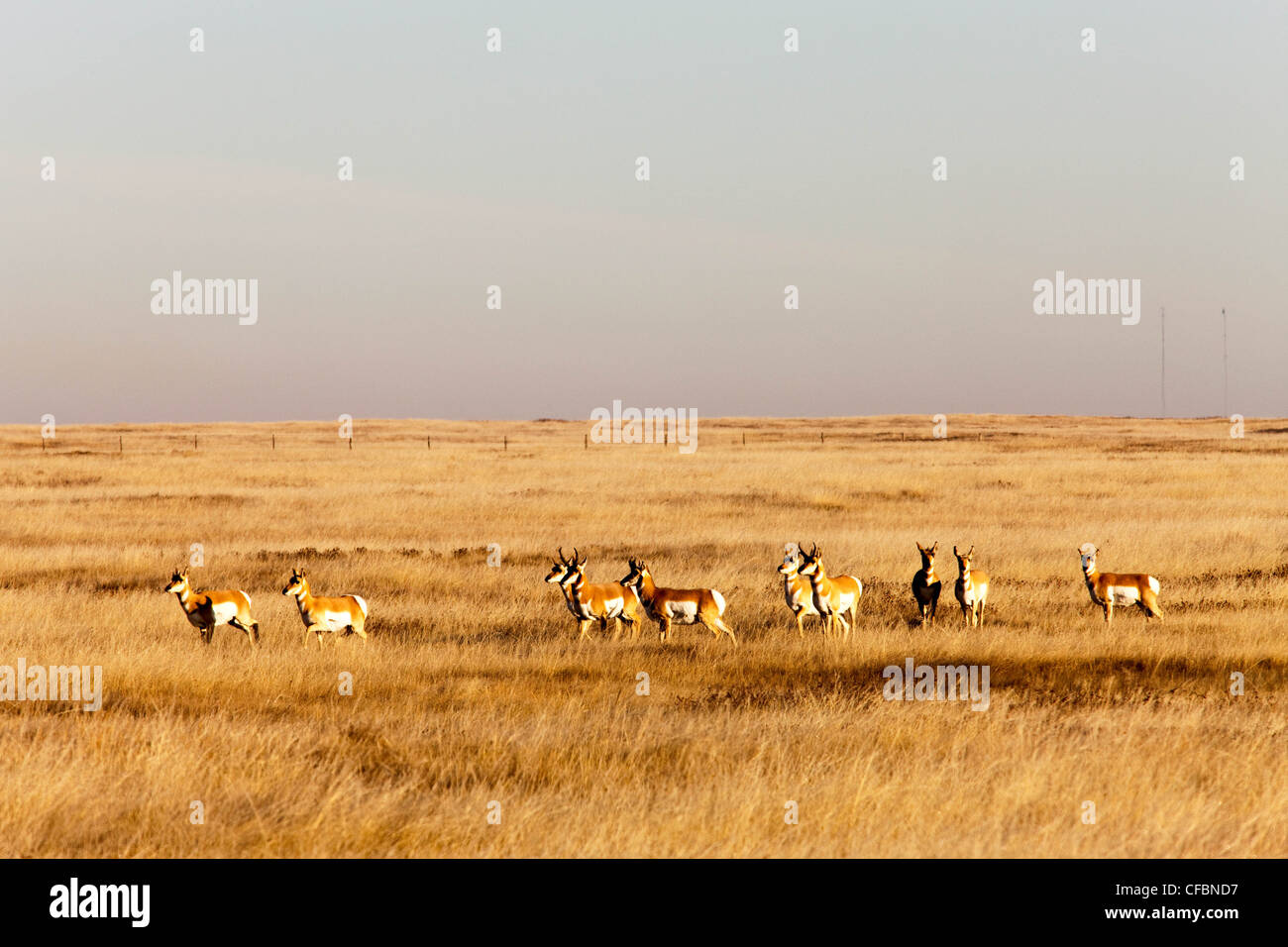 Pronghorn Antelope (Antilocapra americana), near Hanna, Alberta, Canada ...