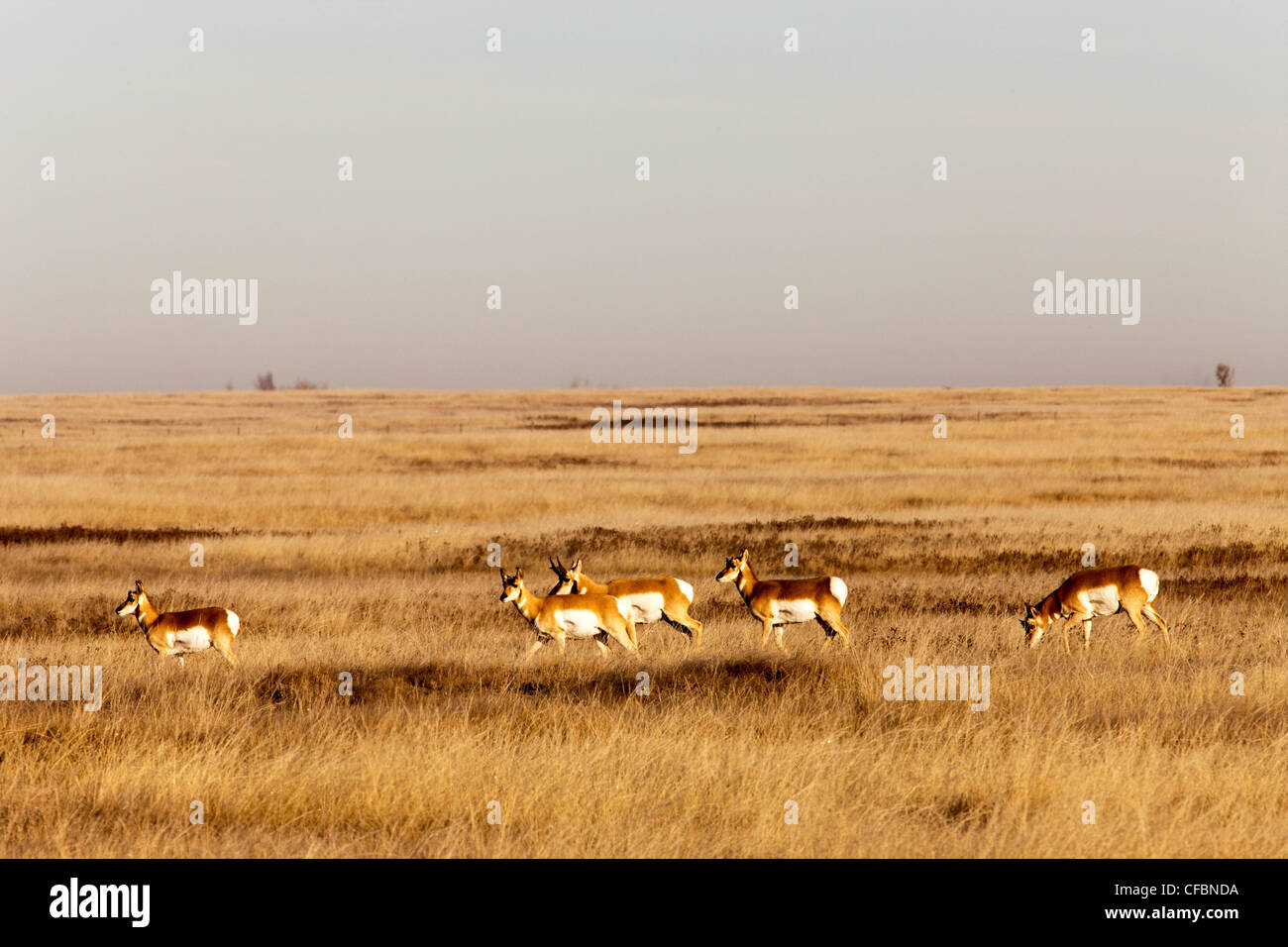 Pronghorn Antelope (Antilocapra americana), near Hanna, Alberta, Canada ...