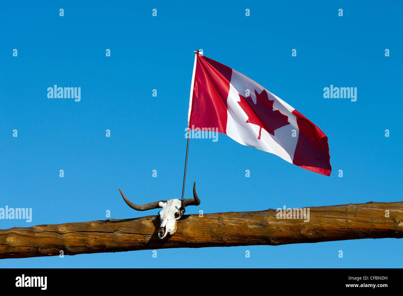 Canada Flag and cattle skull on ranch gate near Hanna, Alberta, Canada ...