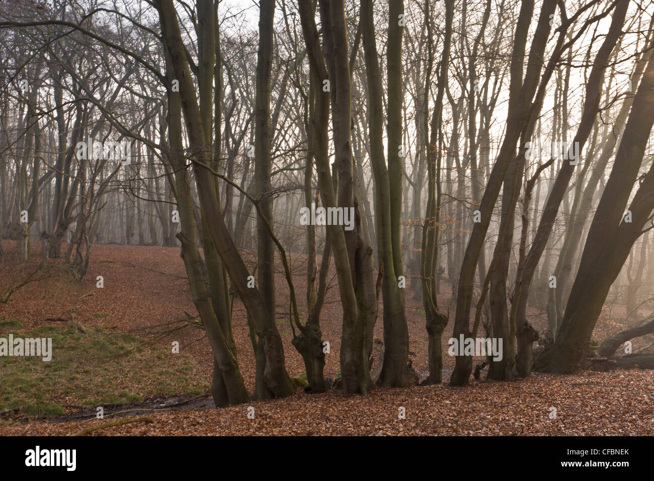 Pollard tree epping hi-res stock photography and images - Alamy