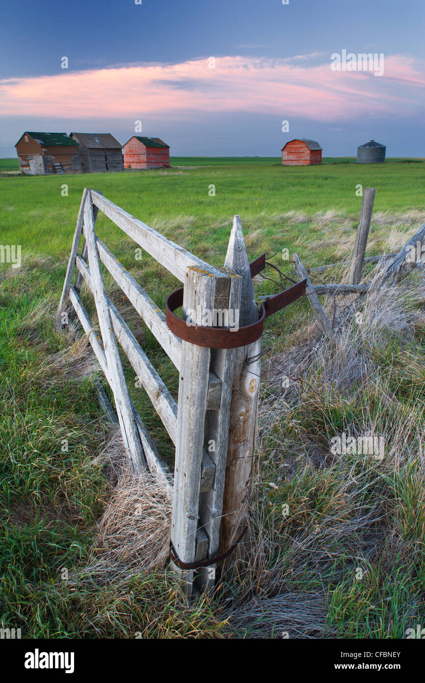 Old, rustic buildings in field near Leader, Saskatchewan, Canada Stock ...