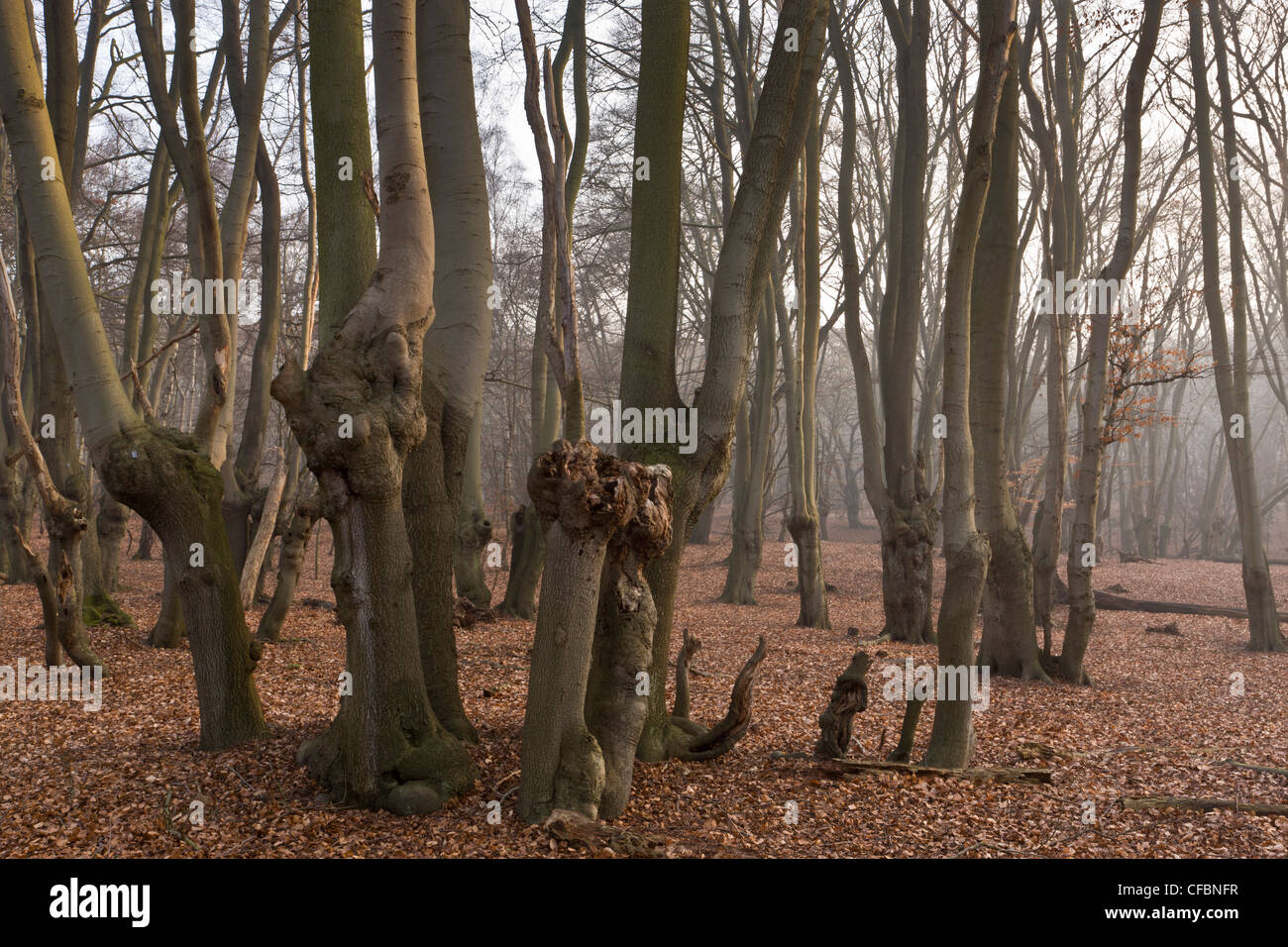 Ancient Beech pollards in Great Monk Wood, Epping Forest. London Stock ...